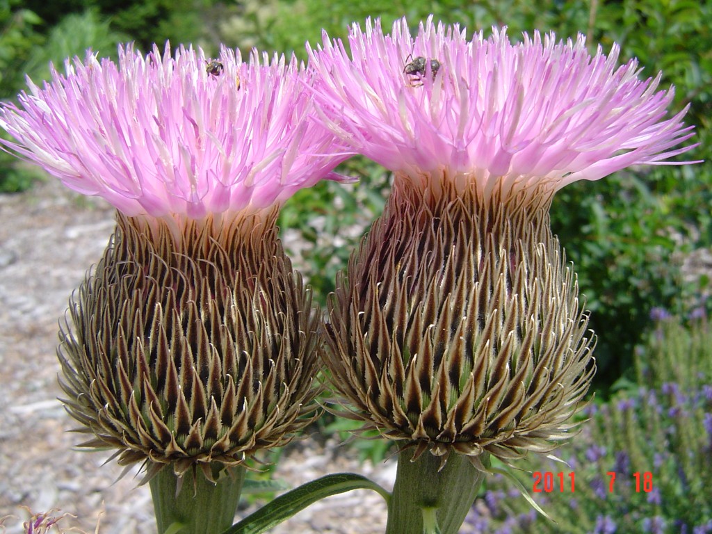 Rhaponticum carthamoides – Anna's Perennials Nursery & Gardens