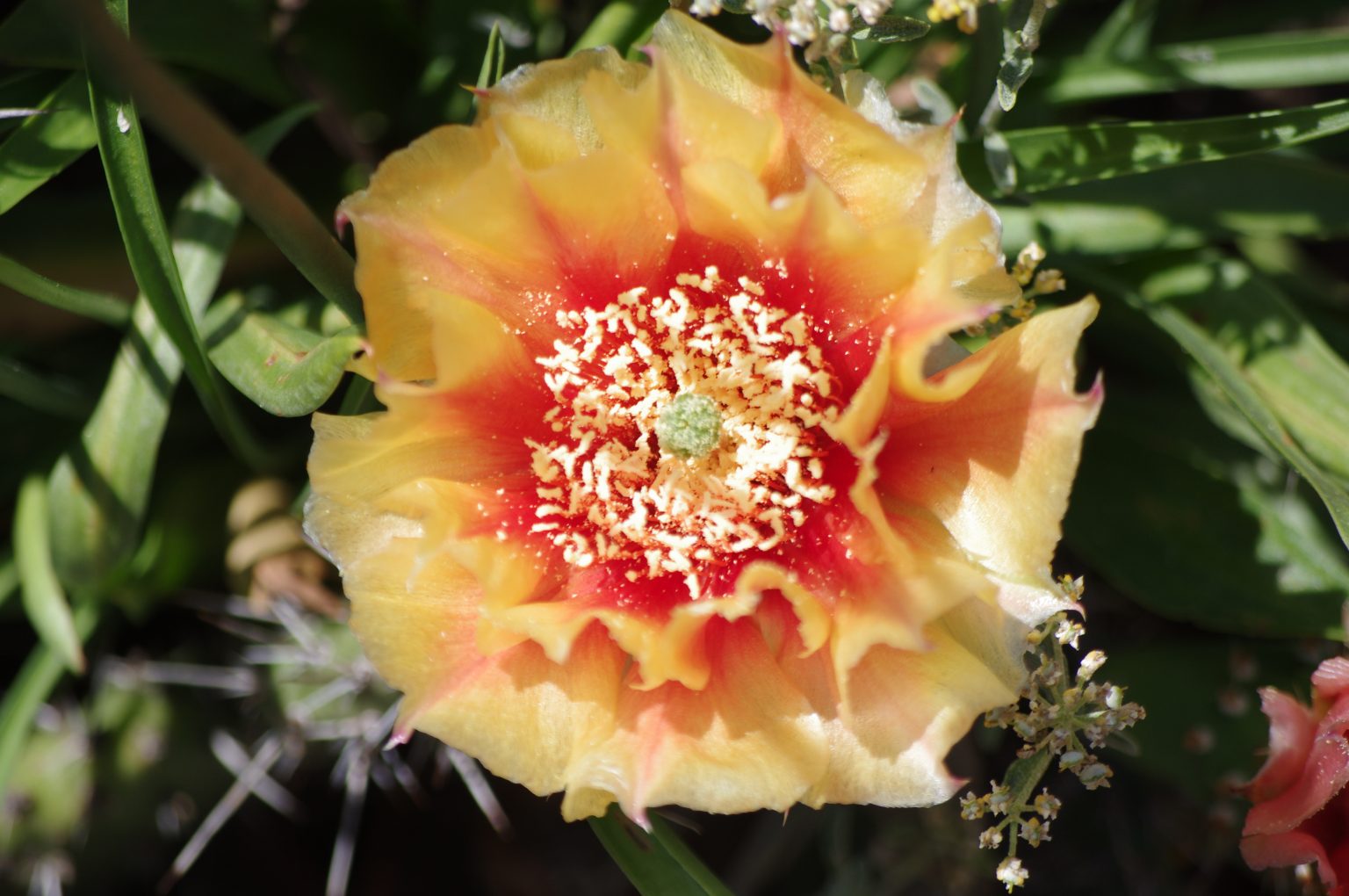Growing winter hardy cactus in the zone 5 garden – Anna's Perennials ...